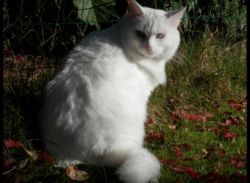 Rencontre avec Lilou, un chat tout doux - Yummypets