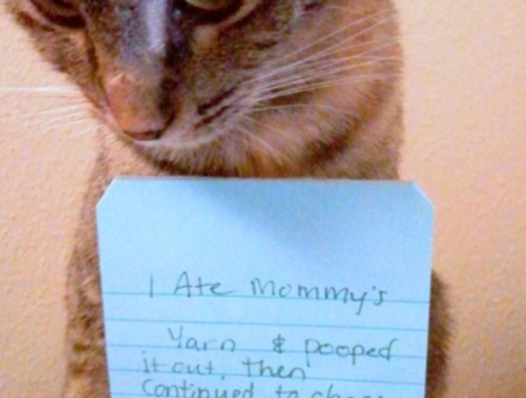 16 signs that prove you are totally addicted to your cat - Yummypets