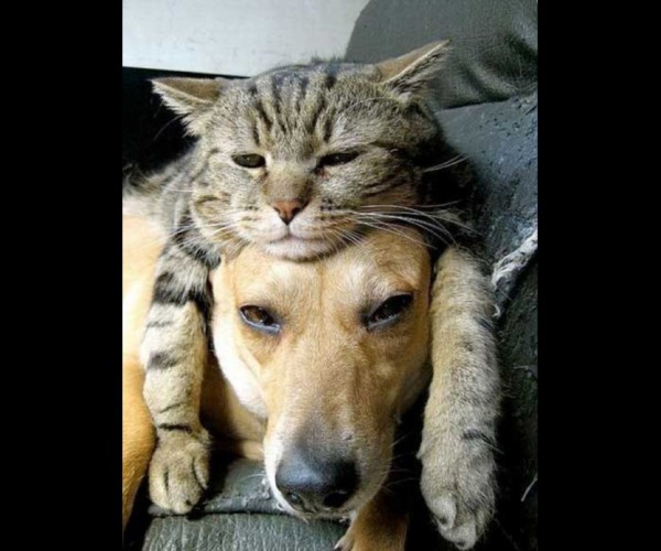 les animaux tout mignons et rigolos - Page 4