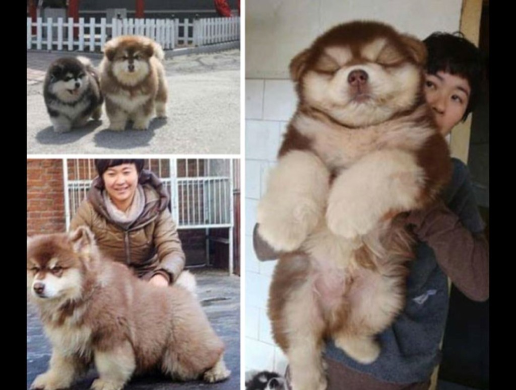 Atypical dog breeds! - Yummypets