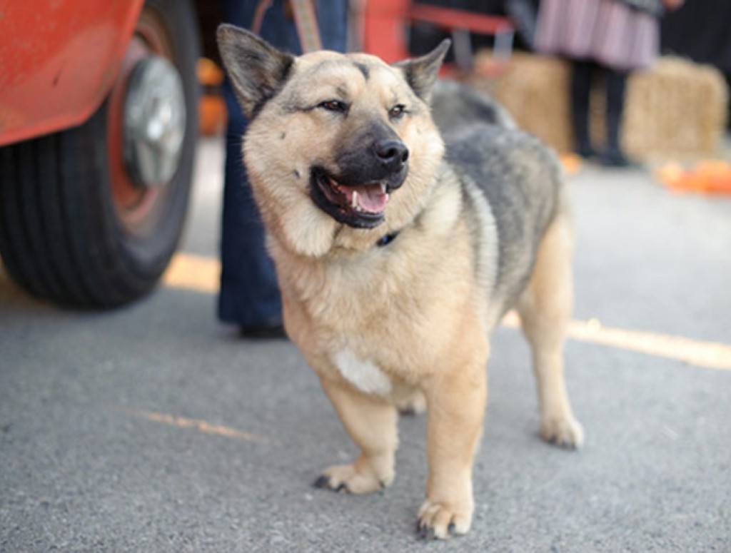 Atypical dog breeds! - Yummypets