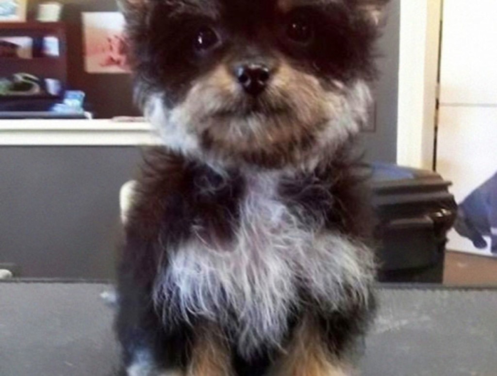 Atypical dog breeds! - Yummypets