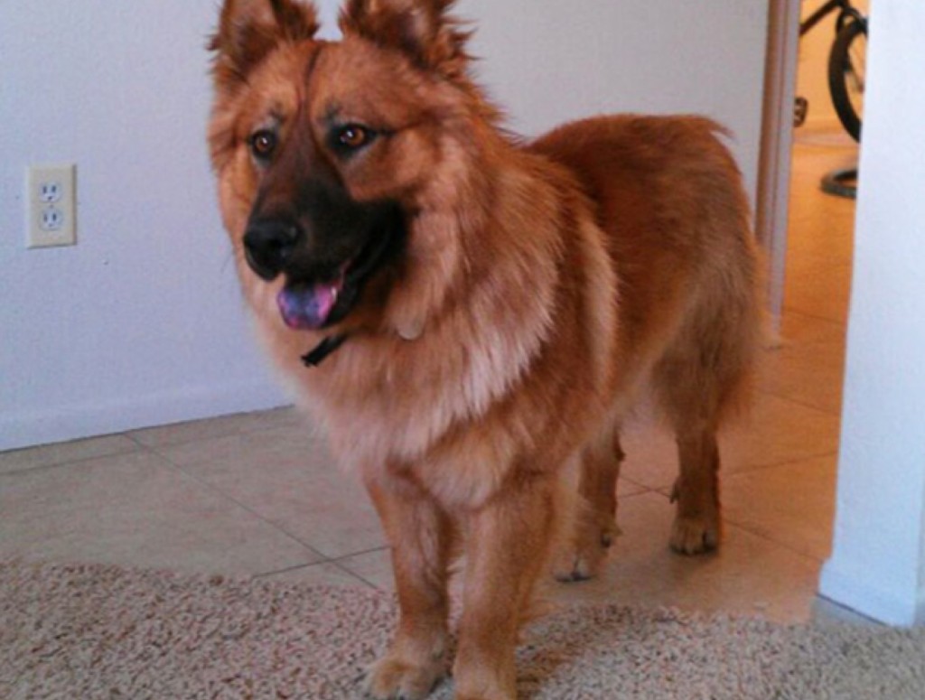 Atypical dog breeds! - Yummypets