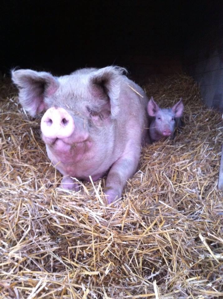 Zoom sur Groin-Groin : l'association gagnante des Beastie Blog Awards ...