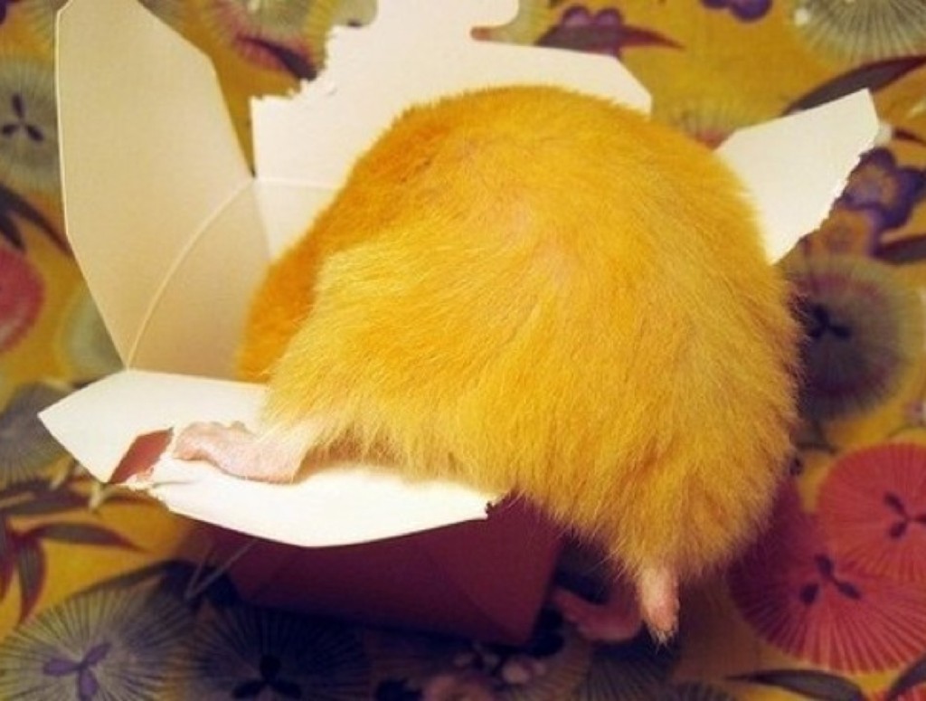 Discover hamster buttocks: the new Japanese quirk - Yummypets