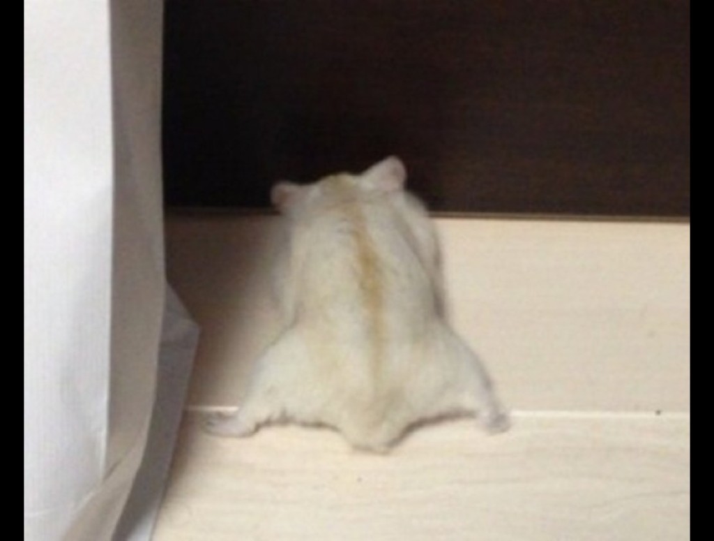 Discover hamster buttocks: the new Japanese quirk - Yummypets