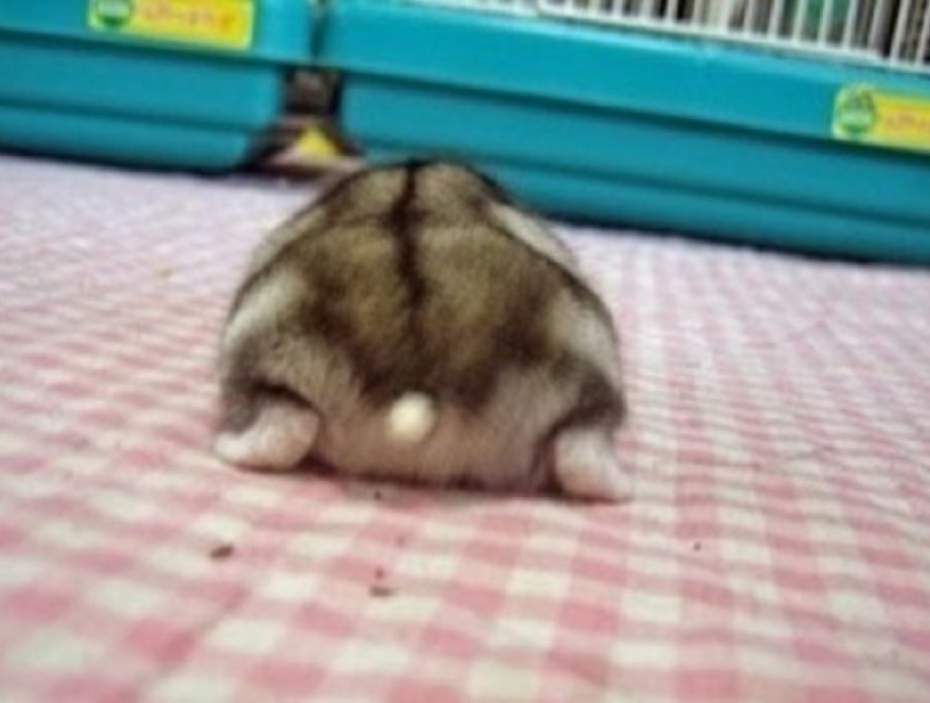 Discover hamster buttocks: the new Japanese quirk - Yummypets