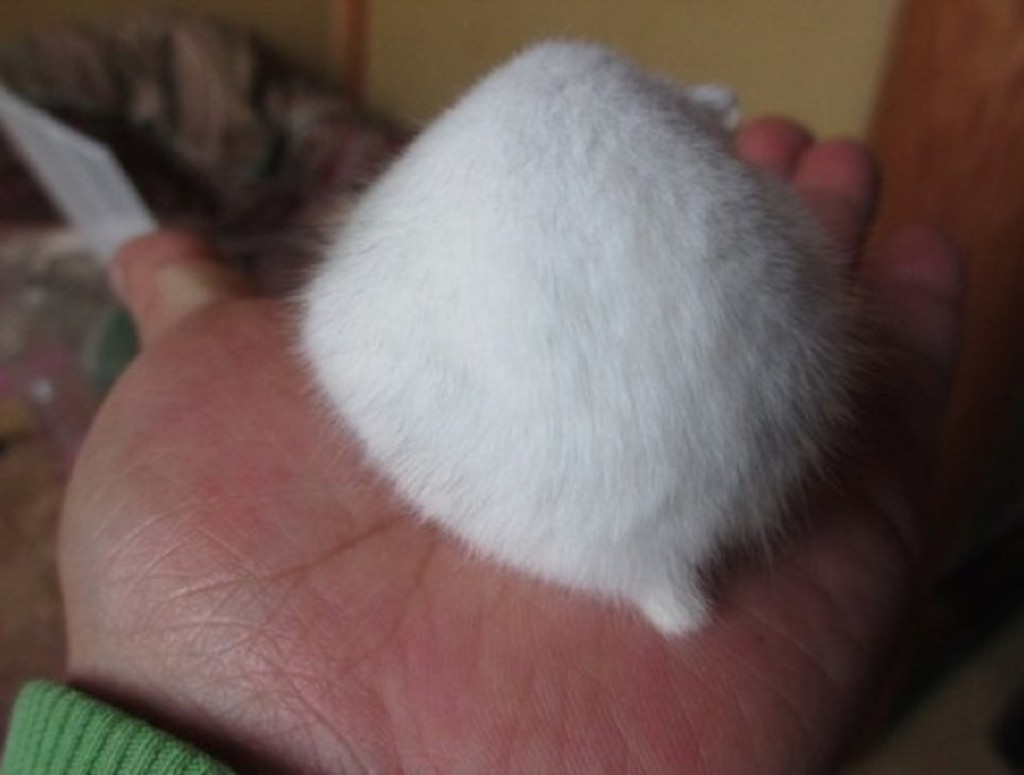 Discover hamster buttocks: the new Japanese quirk - Yummypets