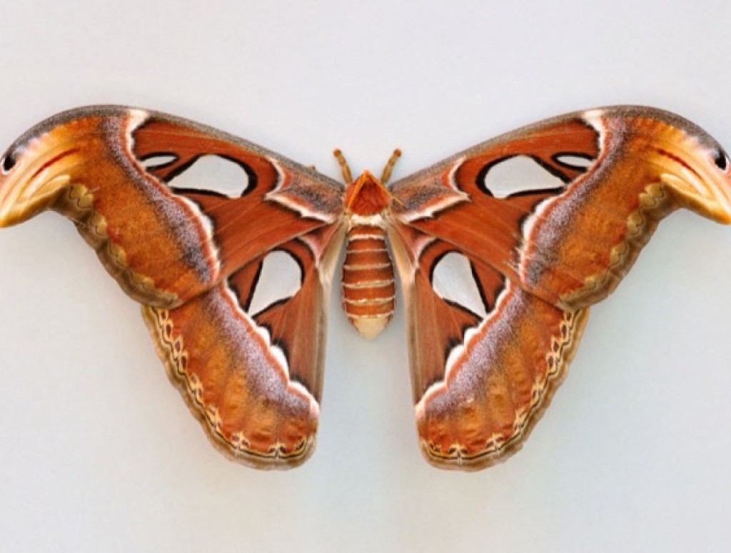 7 espèces de papillon exceptionnelles ! - Yummypets