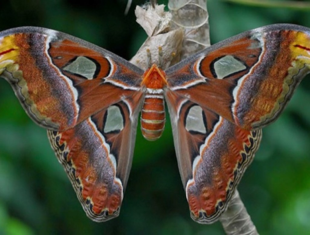 7 espèces de papillon exceptionnelles ! - Yummypets