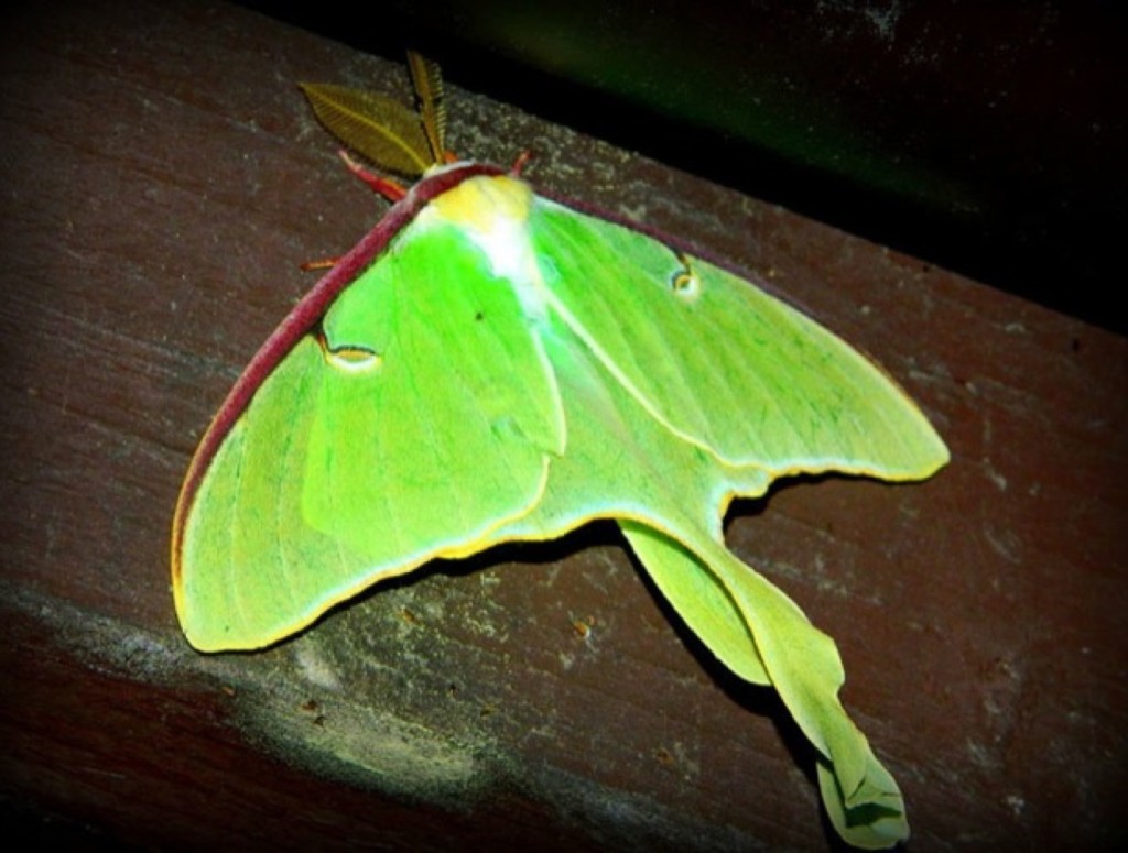 7 espèces de papillon exceptionnelles ! - Yummypets