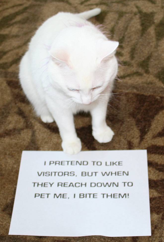 20 hilarious cat shaming photos - Yummypets