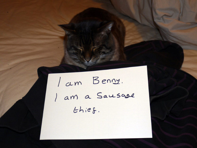 20 hilarious cat shaming photos - Yummypets