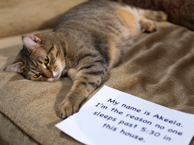 20 hilarious cat shaming photos - Yummypets
