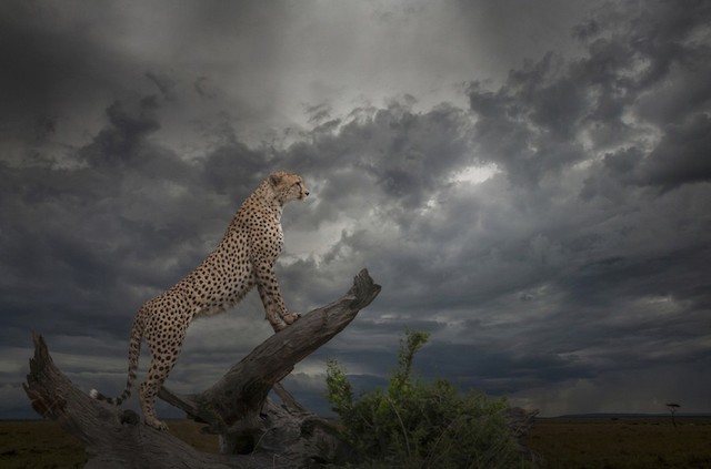 Top 10 most beautiful wild life photos - Yummypets
