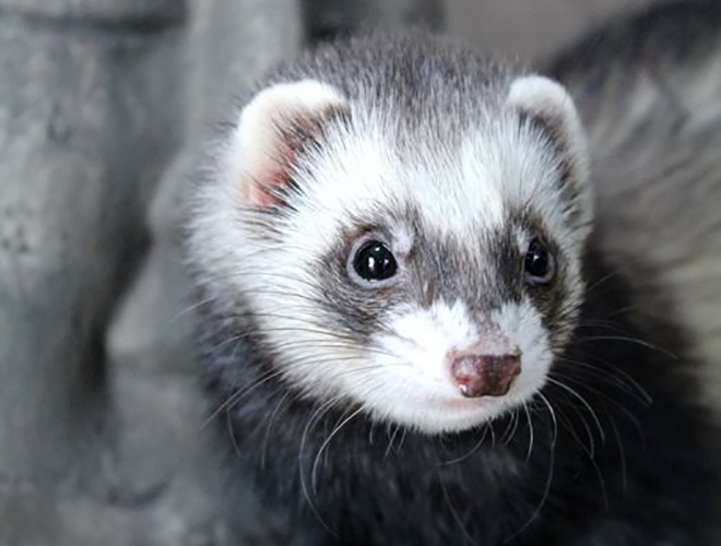 Adoptar un hurón - Yummypets