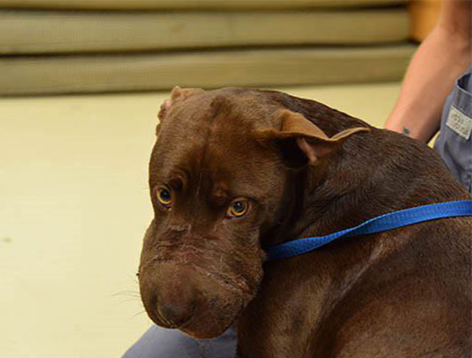 Il est arrêté après avoir muselé une chienne avec du ruban adhésif ...