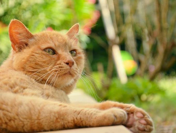 Les meilleures photos de la semaine #1 - Yummypets