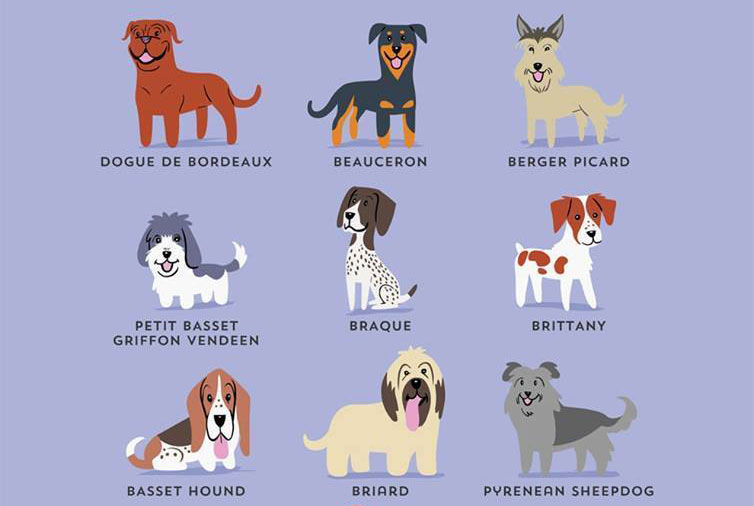 Dogs of the World : découvrez les races de chiens françaises - Yummypets
