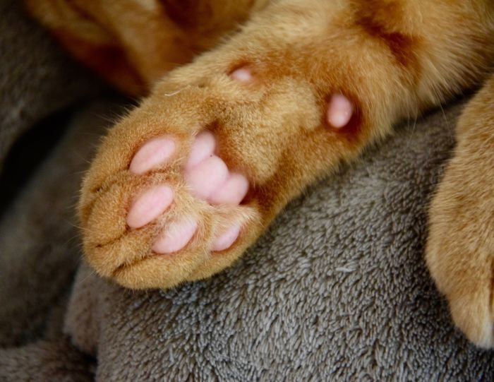Top 13 des plus belles pattounes de chats - Yummypets