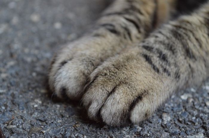 Top 13 des plus belles pattounes de chats - Yummypets