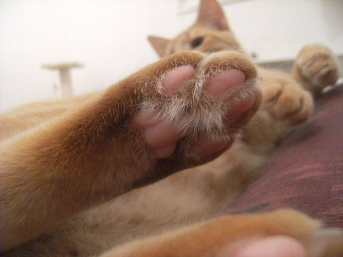 Top 13 des plus belles pattounes de chats - Yummypets