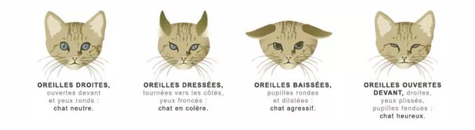 Comprendre Son Chat Langage , Mon chat me parle, comment comprendre son ...