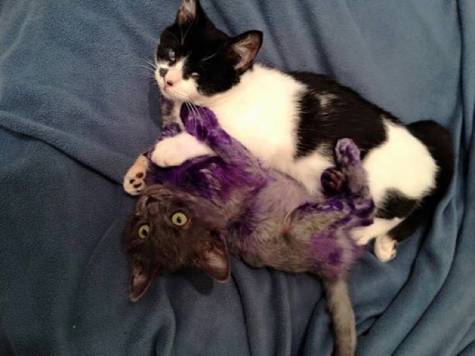 Des nouvelles de Smurf, le chaton teint en violet - Yummypets