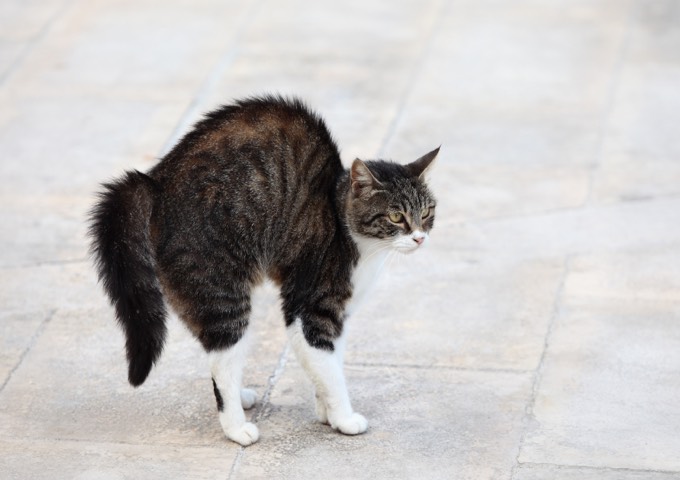 9 signos que muestran que tu gato está muy estresado - Yummypets