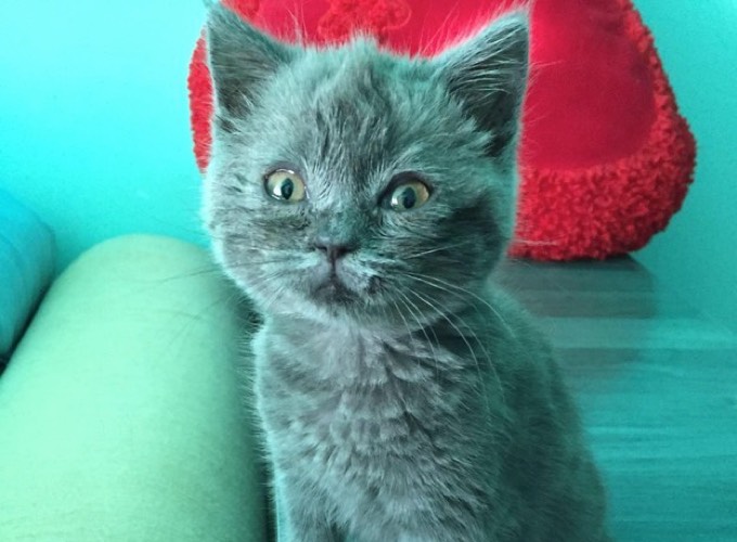 26 chats gris vraiment adorables - Yummypets