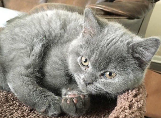 26 chats gris vraiment adorables - Yummypets