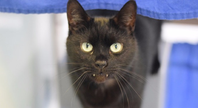 Ce chat vampire a besoin d'une famille - Yummypets