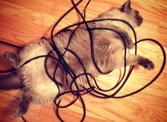 L'évolution des chats avec la technologie - Yummypets