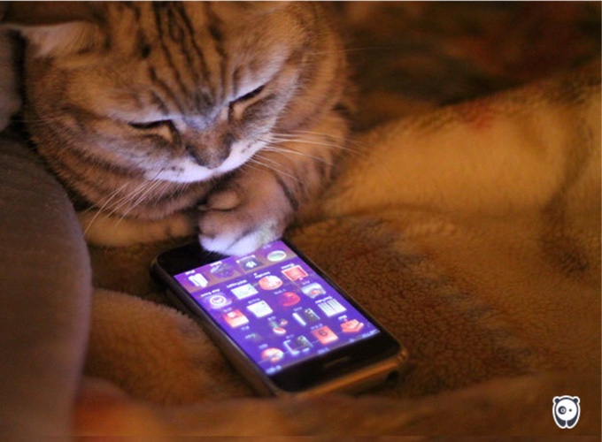 L'évolution des chats avec la technologie - Yummypets