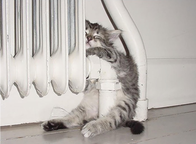 L'évolution des chats avec la technologie - Yummypets