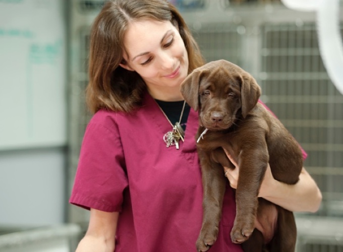 Why consult an animal osteopath? - Yummypets