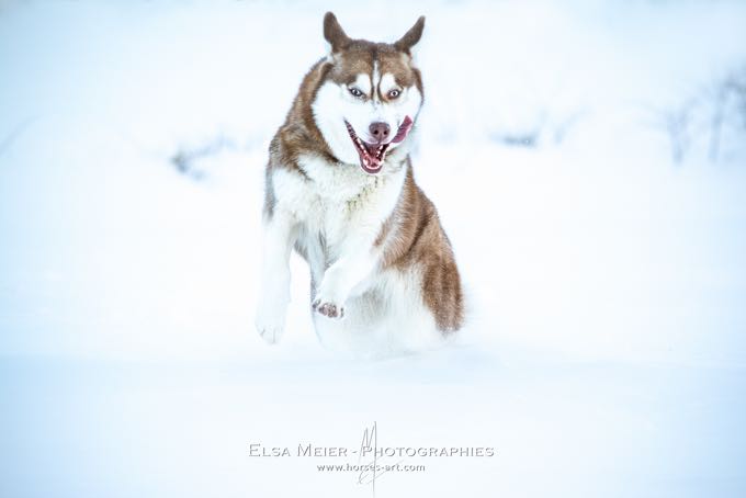 Rencontre avec Elsa Meier, photographe animalier - Yummypets
