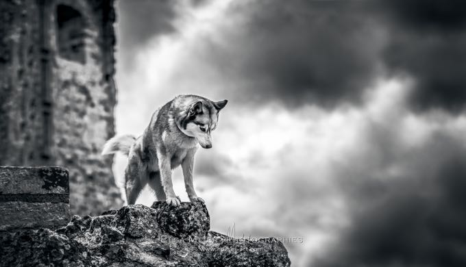 Rencontre avec Elsa Meier, photographe animalier - Yummypets