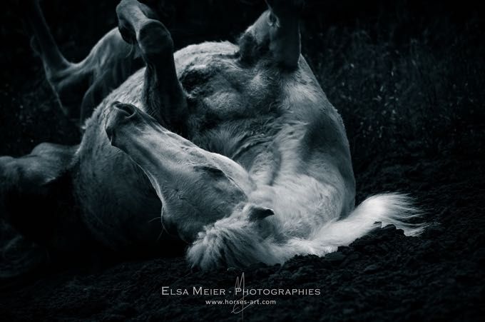 Rencontre avec Elsa Meier, photographe animalier - Yummypets