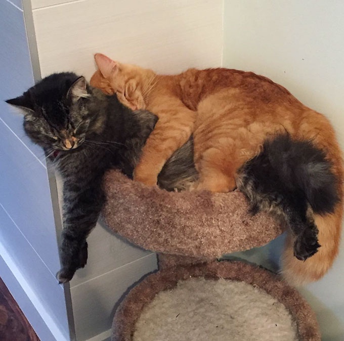 Deux chats qui dorment tout le temps ensemble - Yummypets