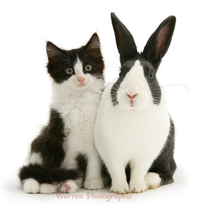 Top 15 animal brother from another mother - Yummypets
