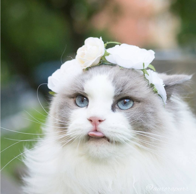 Meet Princess Aurora, most beautiful ragdoll in all the land - Yummypets