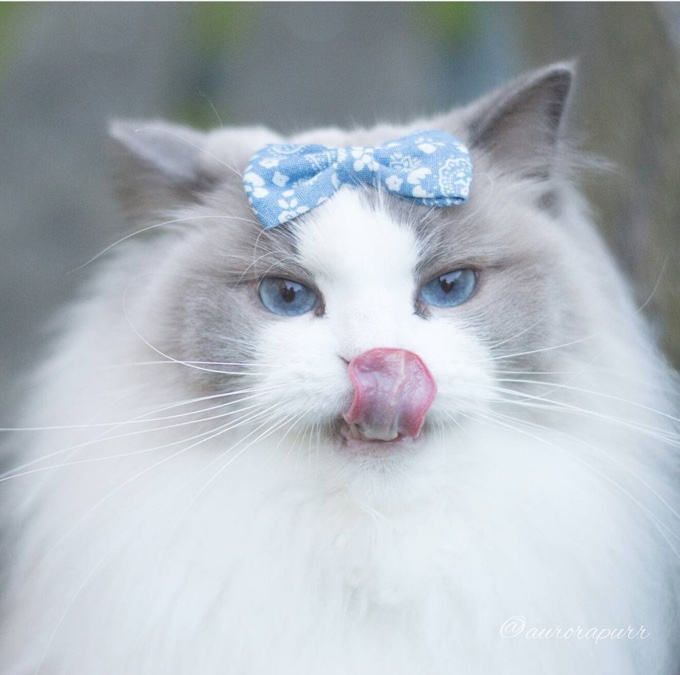 Meet Princess Aurora, most beautiful ragdoll in all the land - Yummypets