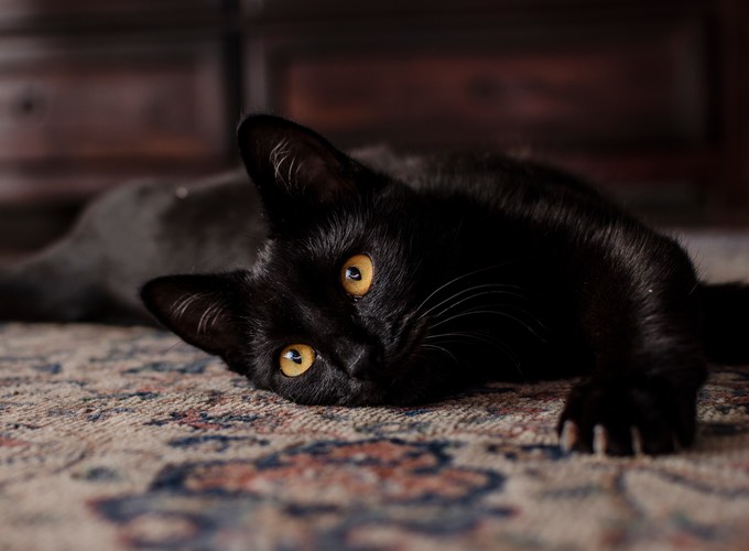 About black cats: sorting the facts from the fiction - Yummypets