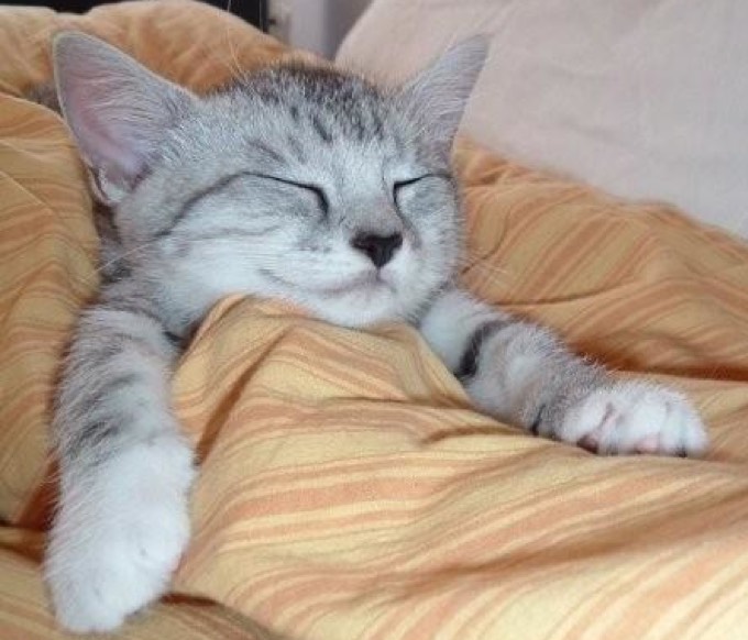 Top 7 cosy kittens! - Yummypets