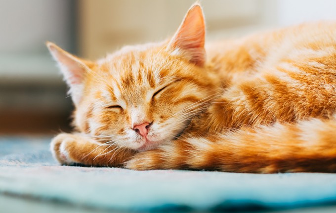 7 trucs cool à propos des chats roux - Yummypets