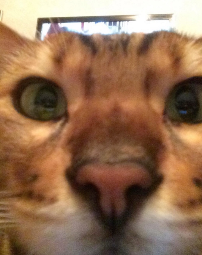 Get to know Thor the Bengal cat! - Yummypets