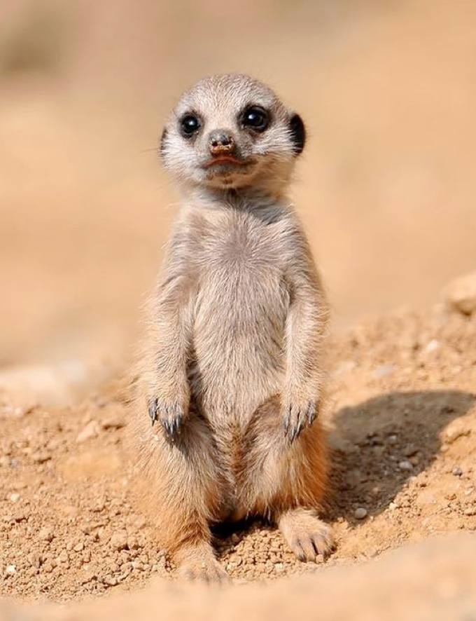 Most Adorable Baby Animals