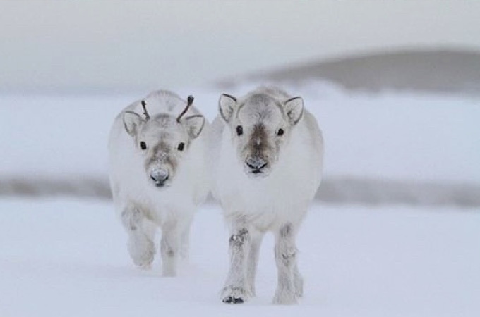 Top 25 cutest baby animals - Yummypets