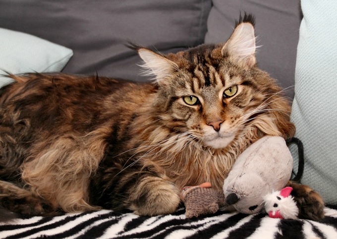 10 choses que vous ne saviez pas sur le Maine Coon - Yummypets